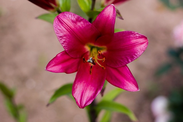 Lis Plante Fleur - Photo gratuite sur Pixabay - Pixabay