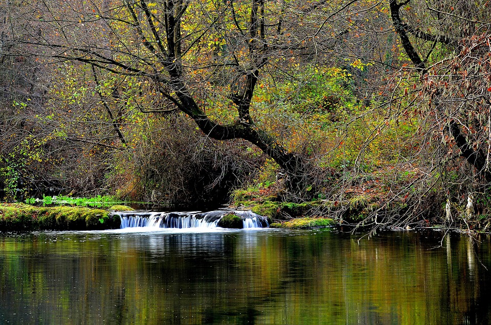 Nature Turkey Forest - Free photo on Pixabay - Pixabay