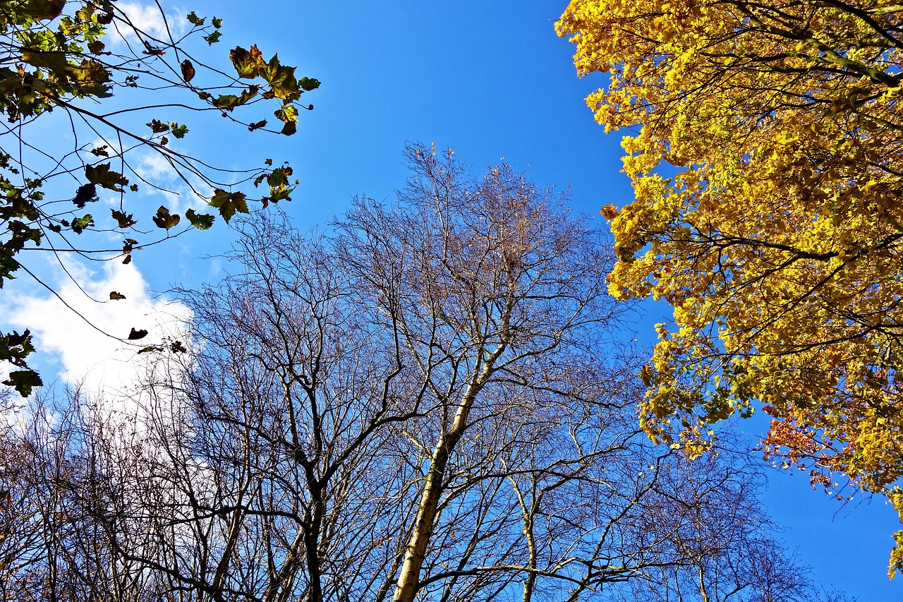 Copaci Topuri De Copac Ramuri - Fotografie gratuită pe Pixabay - Pixabay