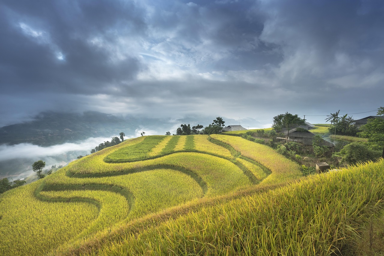 Vietnam Terraces Rice - Free photo on Pixabay