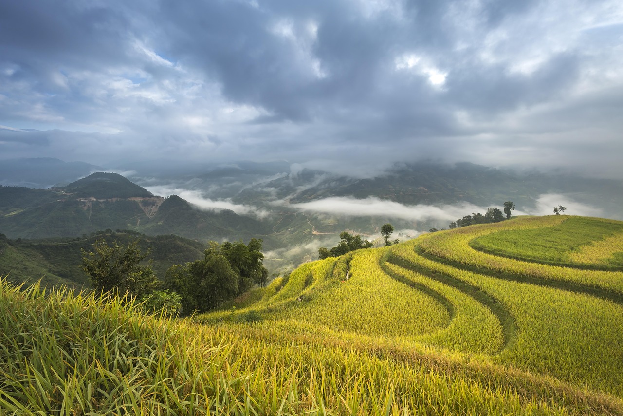 Vietnam Terraces Rice - Free photo on Pixabay