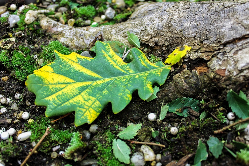 Oak Leaves Colored Leaf Autumn - Free photo on Pixabay