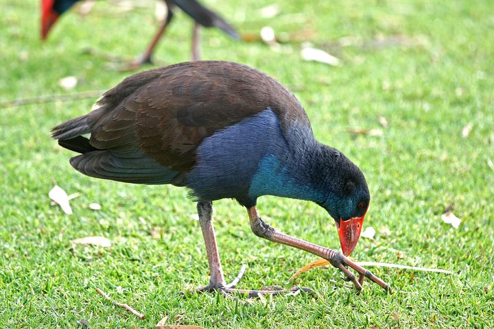 10+ Free Swamp Hen & Bird Images