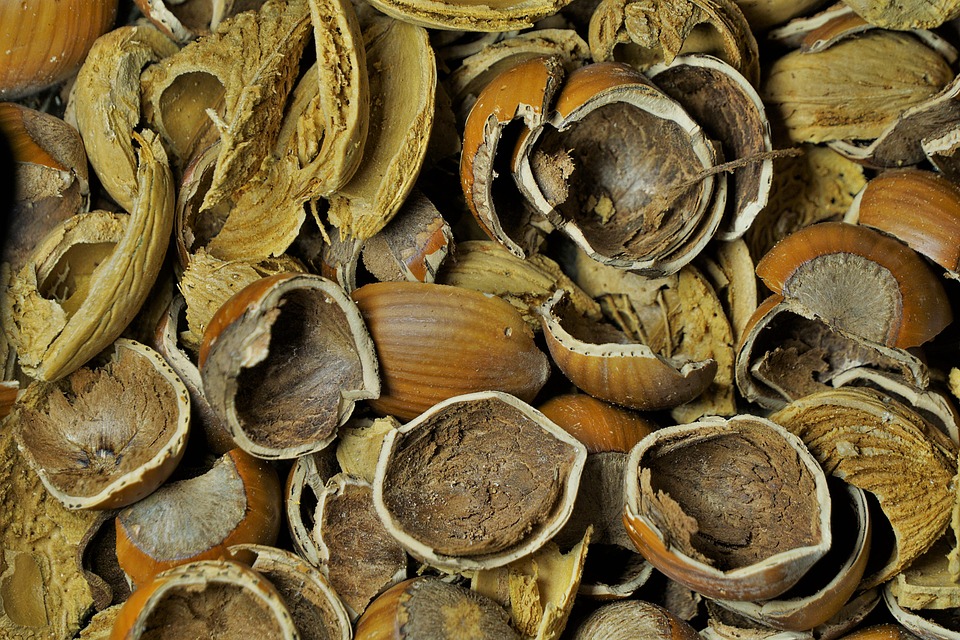 Nutshells Hazelnut Almond - Free photo on Pixabay - Pixabay