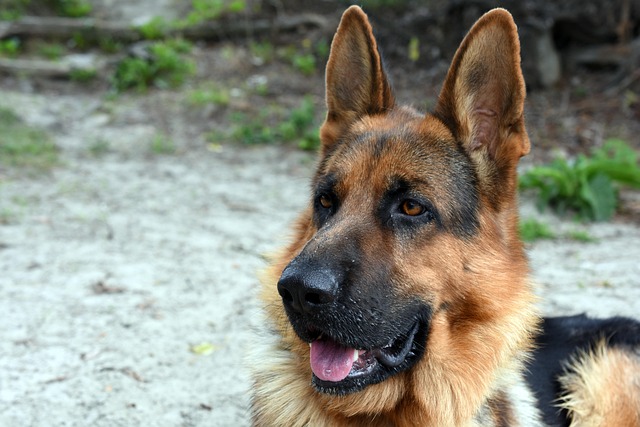 Chien Animal Berger Allemand - Photo gratuite sur Pixabay - Pixabay