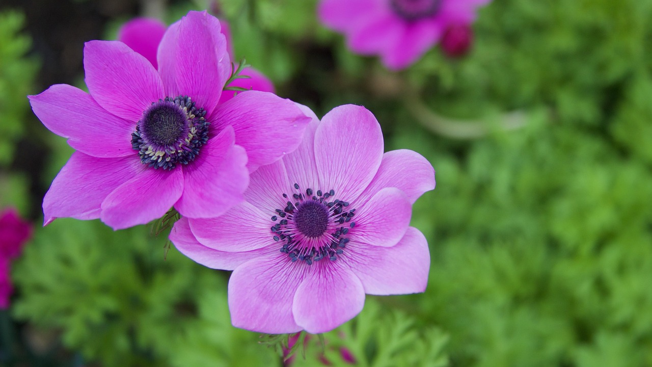 Anémona Flor Primavera - Foto gratis en Pixabay - Pixabay