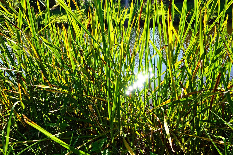 Juncos Planta Aquática Bancos - Foto gratuita no Pixabay