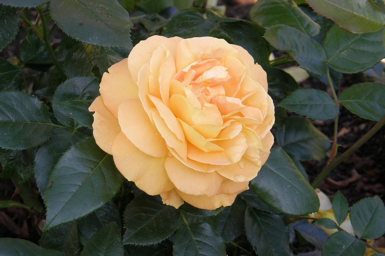 Rose Romantic Amber - Free photo on Pixabay - Pixabay