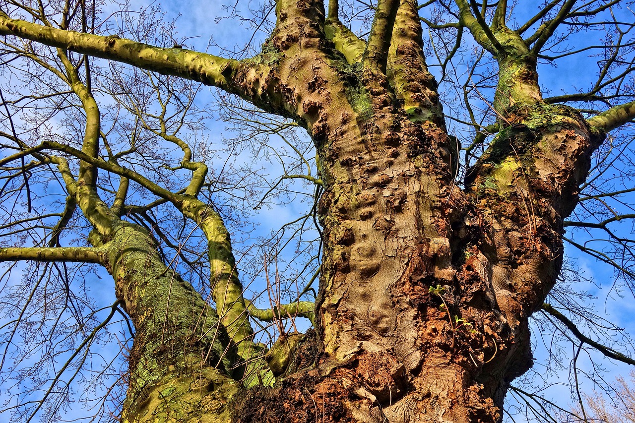 Tree Trunk Branch Old - Free photo on Pixabay - Pixabay