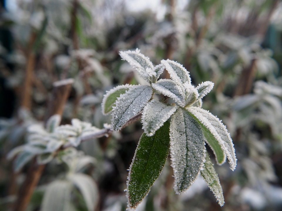 Frost Leaves Plant Close - Free photo on Pixabay - Pixabay