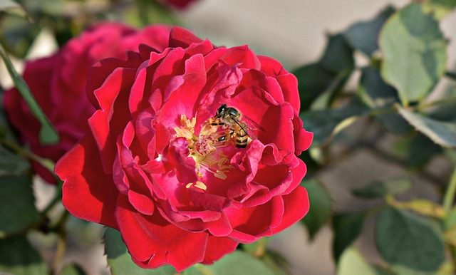 20,000+ Free Honey Rose & Honey Images - Pixabay