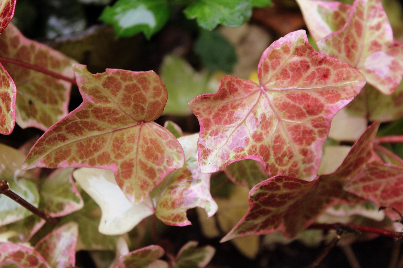 Ivy Sale De Flor En Maceta - Foto gratis en Pixabay - Pixabay