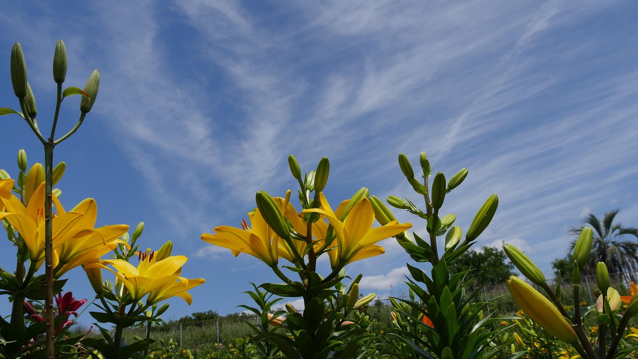 Gul Lilja Alla Lily Och Gratis Foto På Pixabay Pixabay