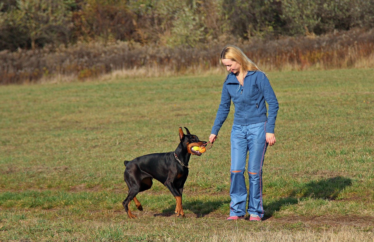 Full Grown Doberman Next To Human