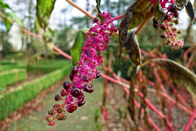 Pokeweed Pokeberries Phytolacca - Free photo on Pixabay - Pixabay