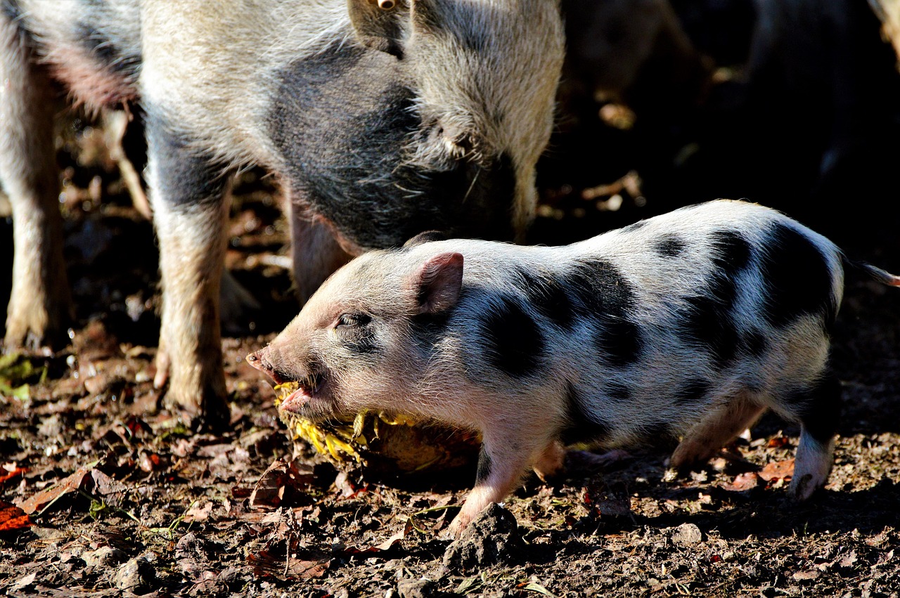 Pot-Bellied Pig Piglet - Free photo on Pixabay - Pixabay