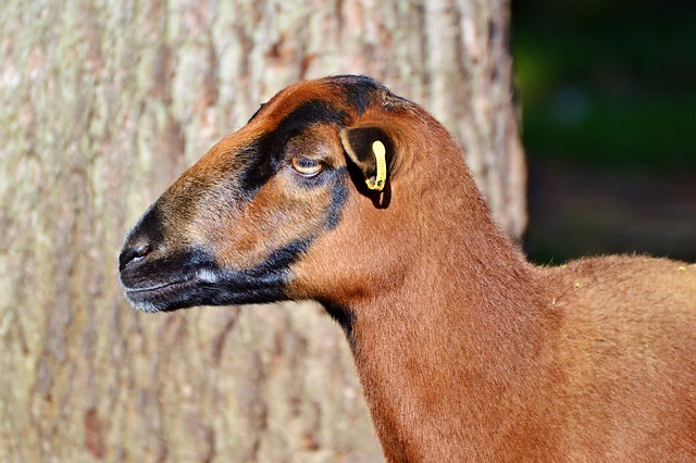 Oveja Animales De Granja Lana - Foto gratis en Pixabay