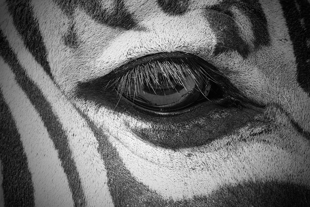 Zebra Eye Animal - Free photo on Pixabay - Pixabay