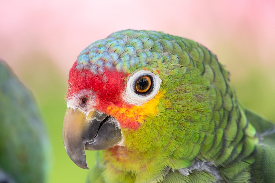 Parrot Close Up Multicoloured - Free photo on Pixabay - Pixabay