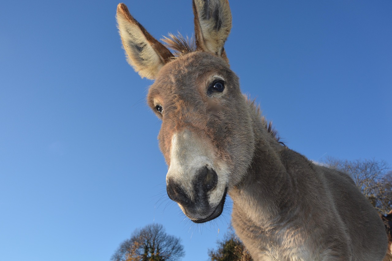 Mais De 800 Imagens Gr tis De Burro E Natureza Pixabay