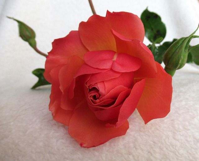 Flor Rose - Foto gratis en Pixabay - Pixabay