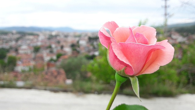 Sinope Flower Nature No - Free photo on Pixabay
