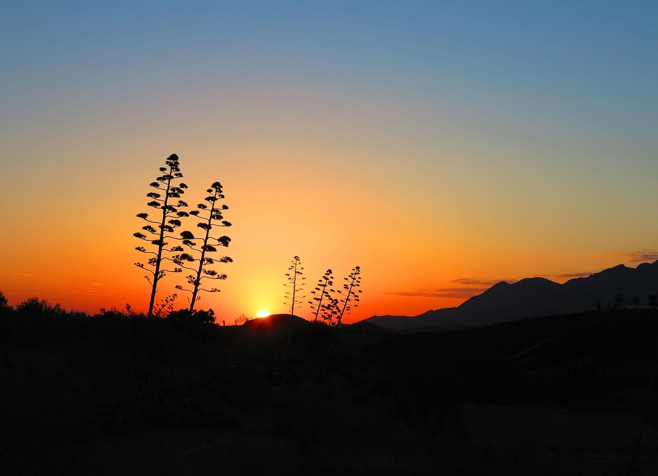 300+ Free Agave & Nature Images - Pixabay