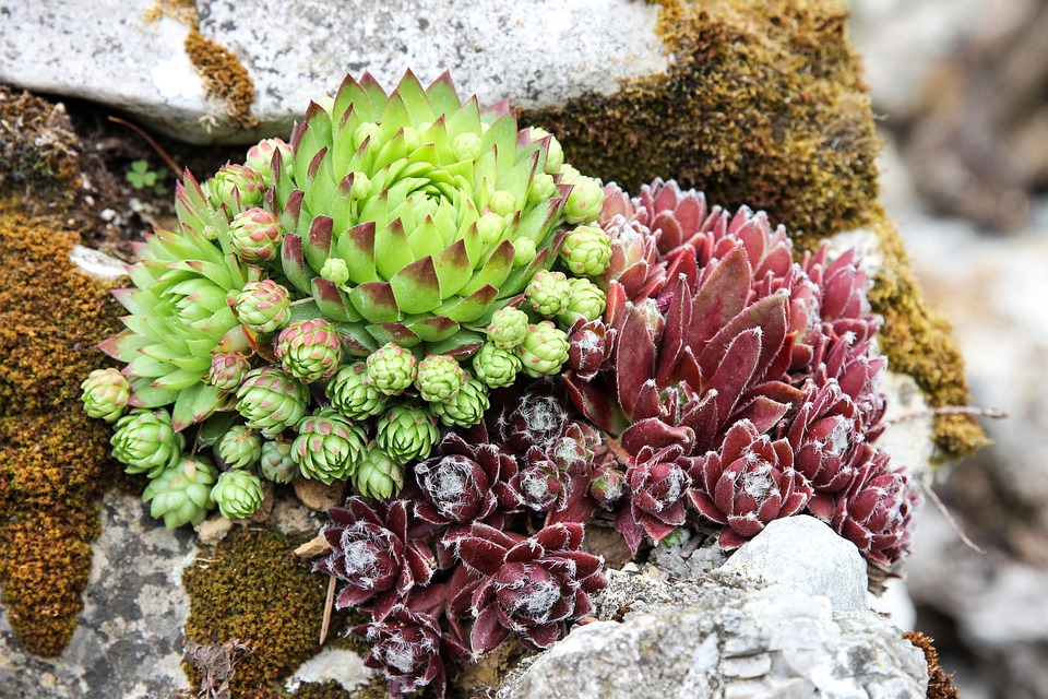 Stonecrop Green Red - Free photo on Pixabay