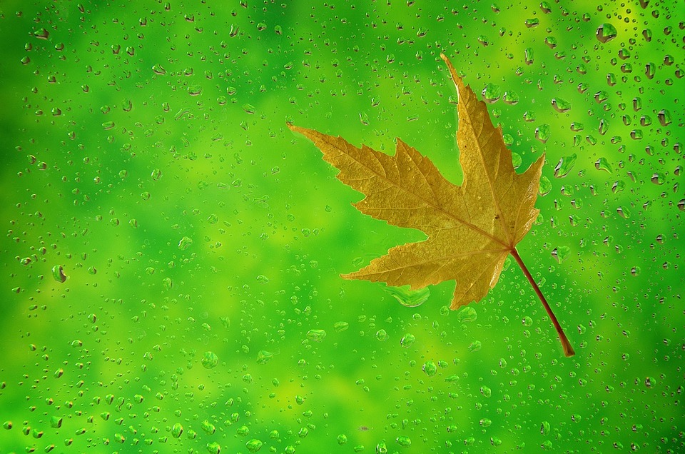 Leaf Fall Leaves Autumn - Free photo on Pixabay