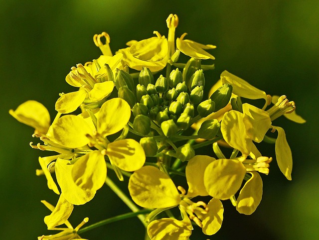 40,000+ Free Mustard Plant & Nature Images - Pixabay