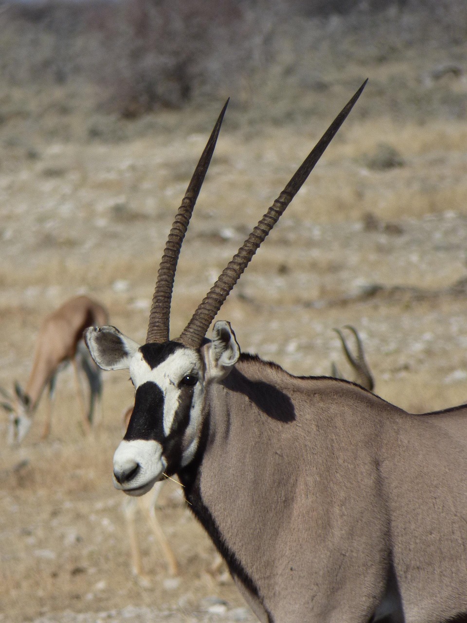 100+ Free Oryx & Nature Images - Pixabay