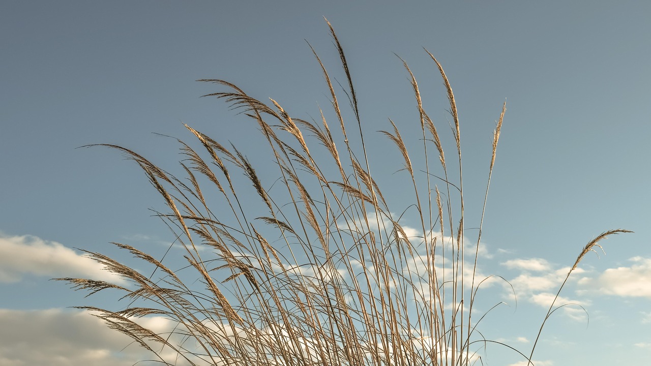 Reeds Sky Clouds - Free photo on Pixabay