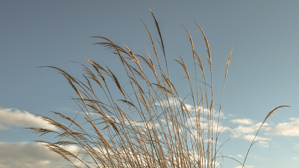 Reeds Sky Clouds - Free photo on Pixabay