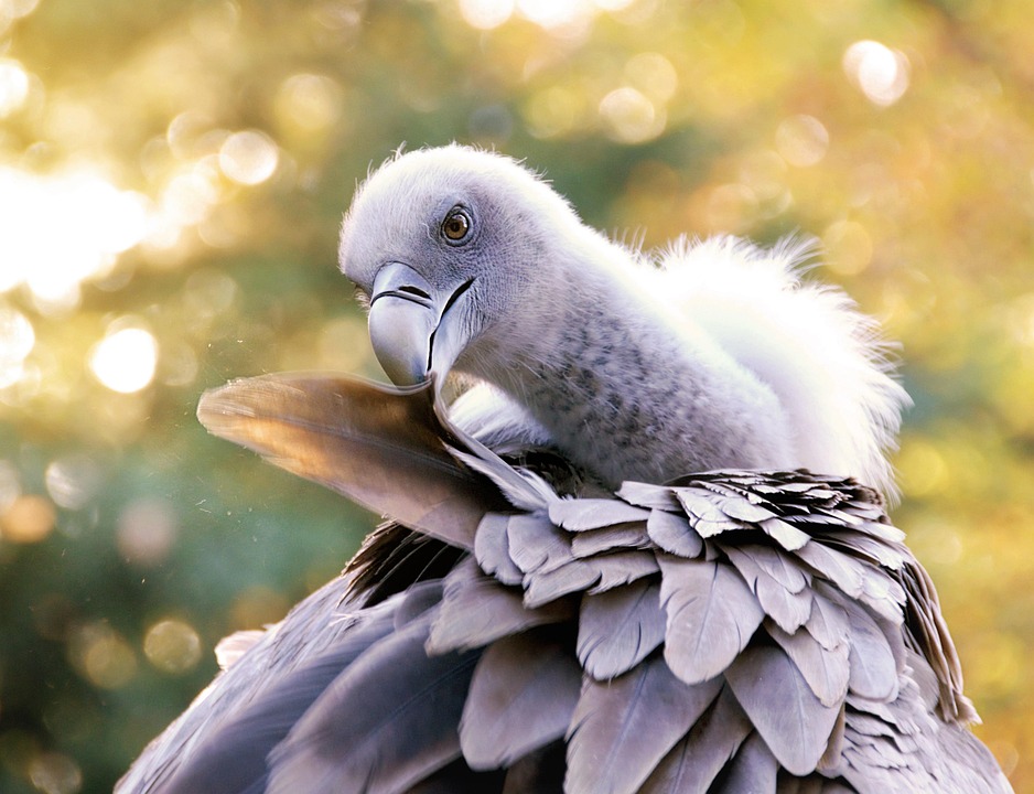 Vulture Zoo Bird - Free photo on Pixabay - Pixabay