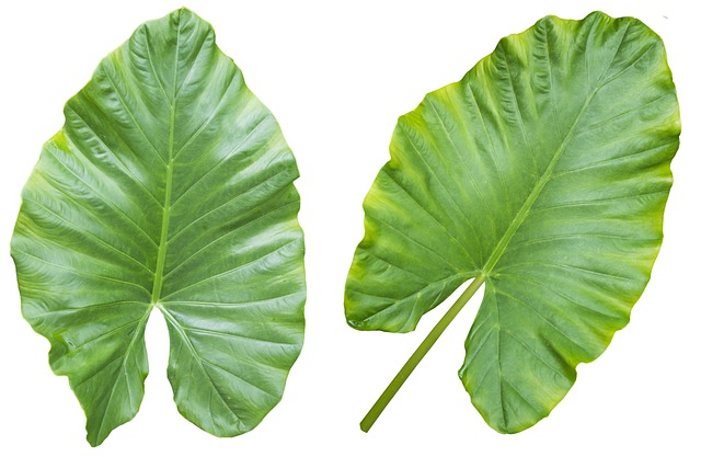 Separate Leaf White - Free photo on Pixabay - Pixabay