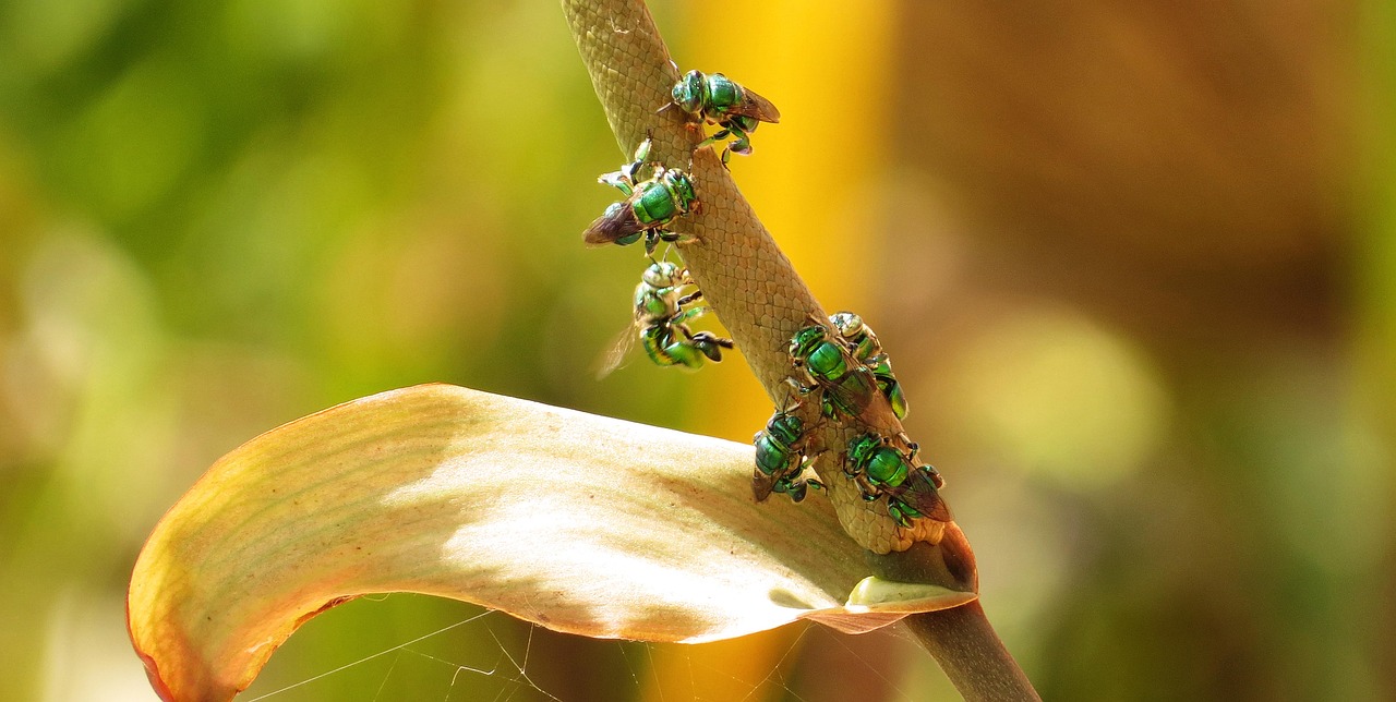 Más de 20 000 imágenes gratis de Abejas Polinizando y Abejas - Pixabay