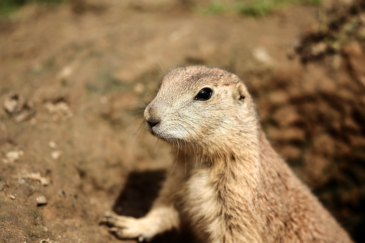 100+ Free Ground Dog & Prairie Dog Images - Pixabay