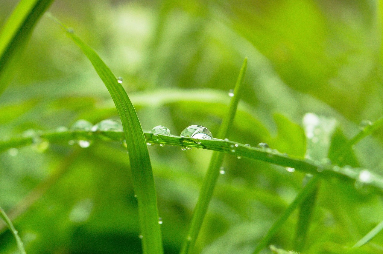 Green Dew Nature - Free photo on Pixabay - Pixabay