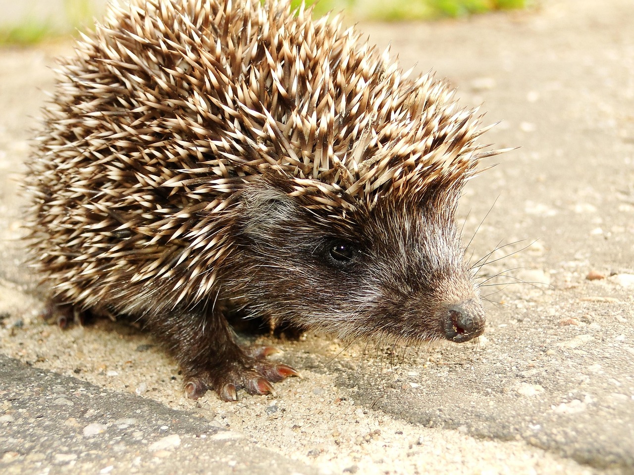 Dier Bos Dieren Egel - Gratis foto op Pixabay - Pixabay