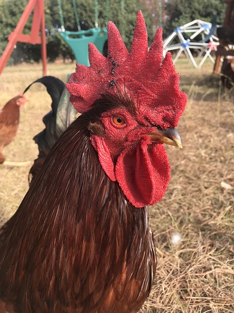 Rooster Cock - Free photo on Pixabay - Pixabay