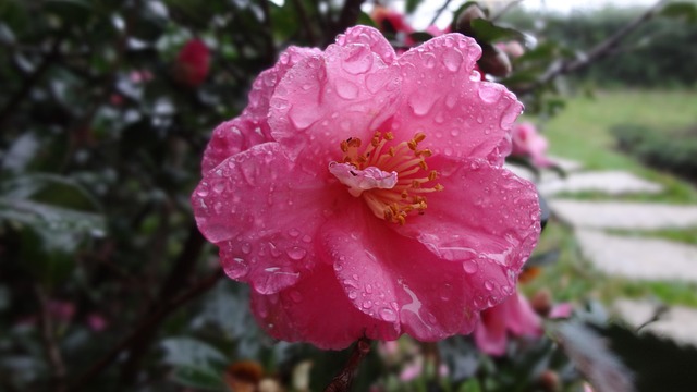 Flower In Full Bloom Botany - Free photo on Pixabay