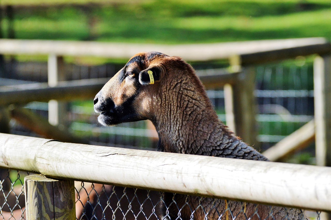 Oveja Animales De Granja Lana - Foto gratis en Pixabay - Pixabay