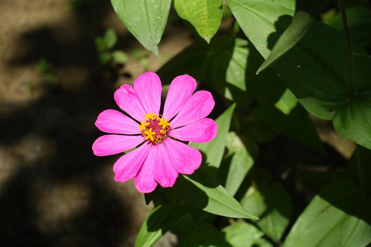 Bali Flor - Foto gratuita no Pixabay - Pixabay