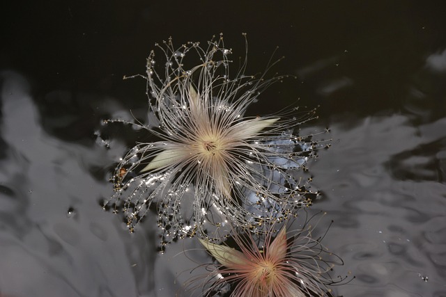 Flor La Espiga De - Foto gratis en Pixabay - Pixabay