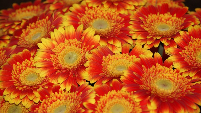 Gerbera Teerã - Foto gratuita no Pixabay - Pixabay