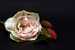 46 Full bloom Synonyms. Similar words for Full bloom.