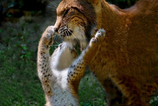 600+ Free Lynx & Nature Images - Pixabay