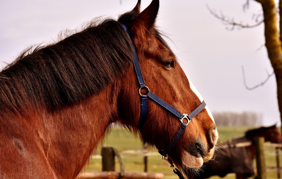 Caballo De La Comarca - Foto gratis en Pixabay