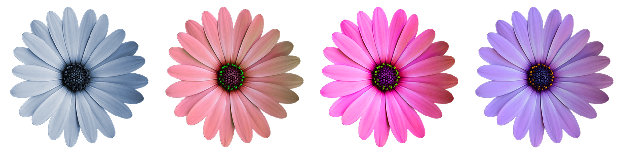 Bunga Mekar Berwarna - Foto gratis di Pixabay