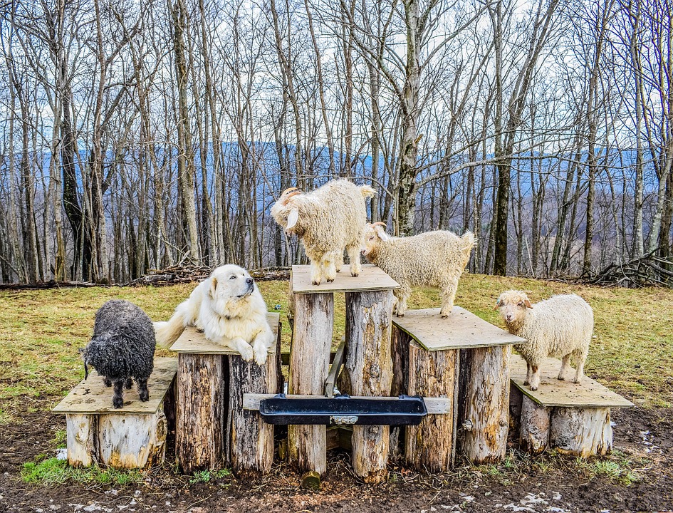 Dog Goat Sheep - Free photo on Pixabay - Pixabay